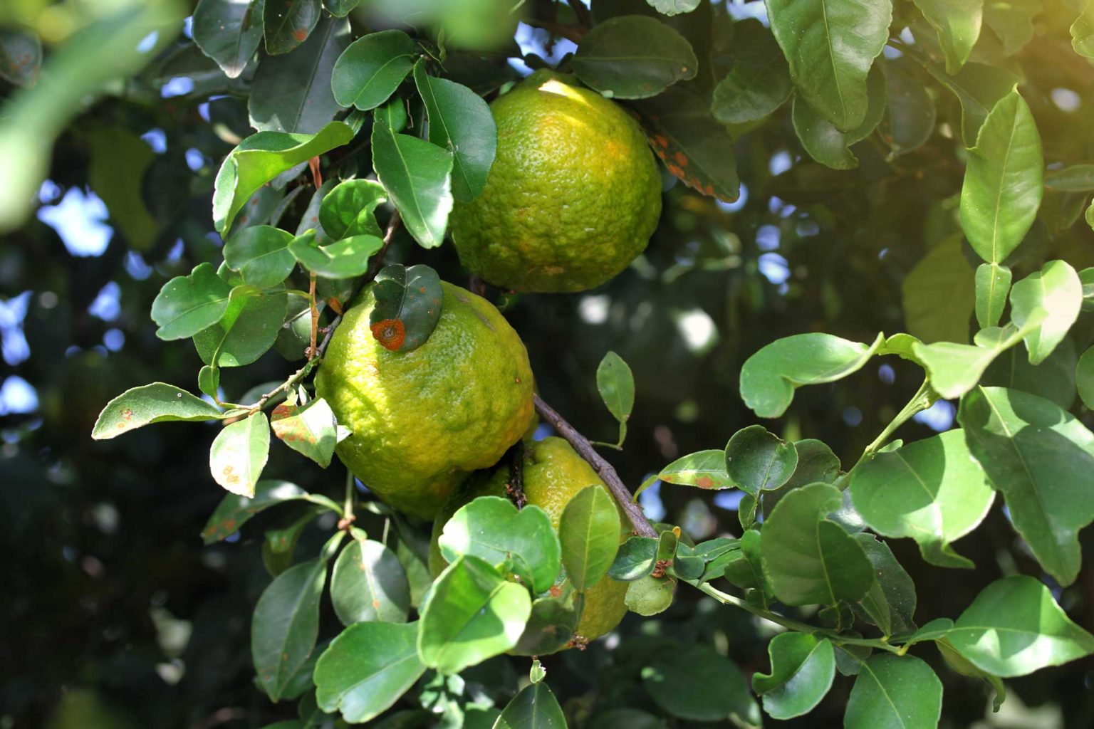 Bergamot Essential Oil - What are the benefits? | Purodem